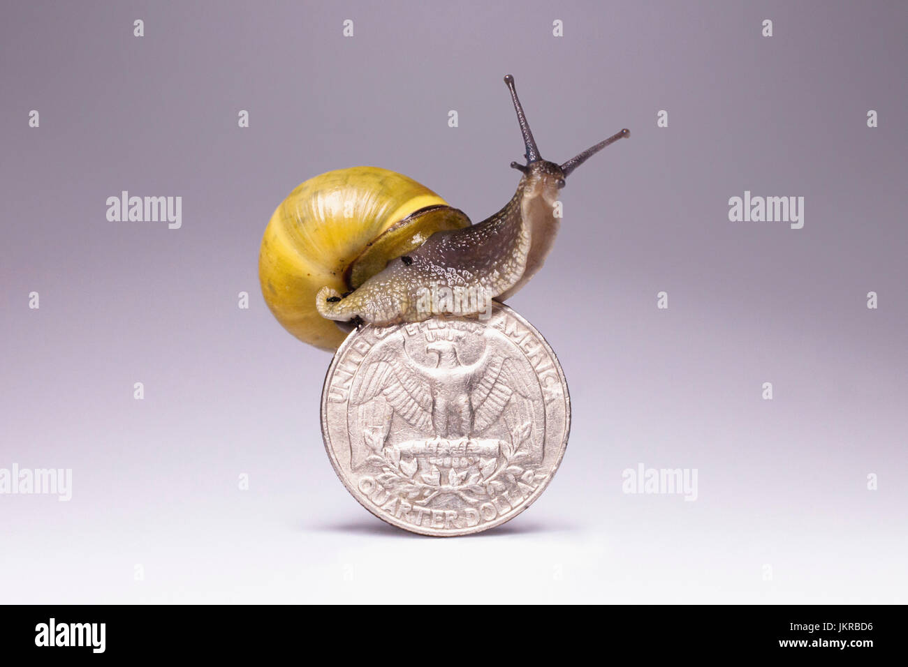 Snail on top of US quarter coin against gray background Stock Photo - Alamy
