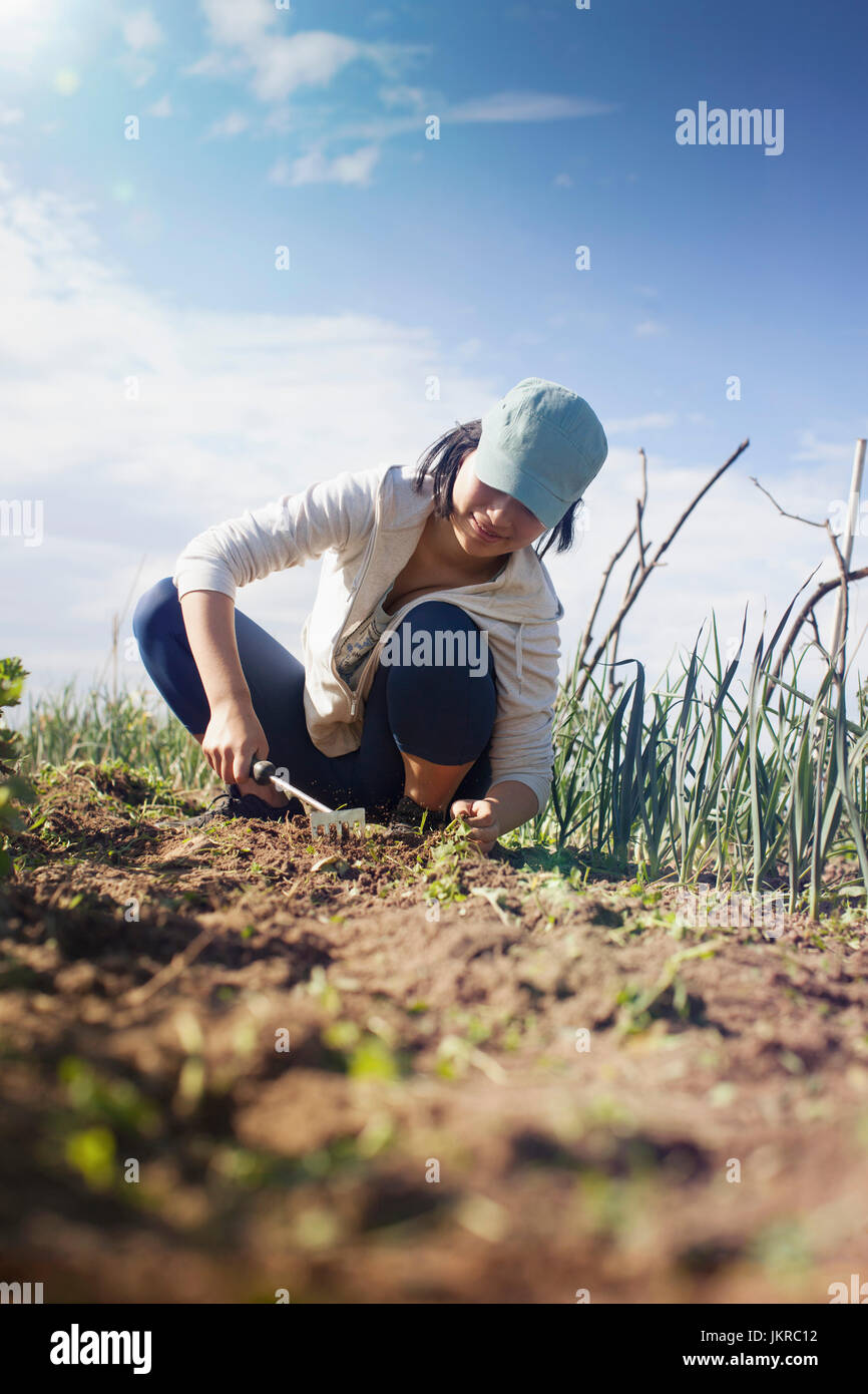 Surface level of woman crouching while raking on field at farm Stock ...