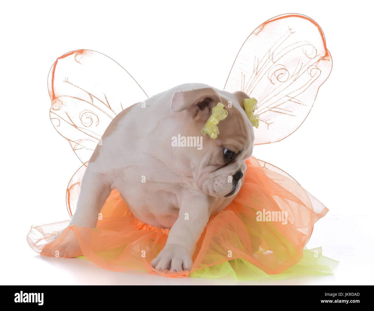 female bulldog puppy wearing tutu pouting on white background Stock ...