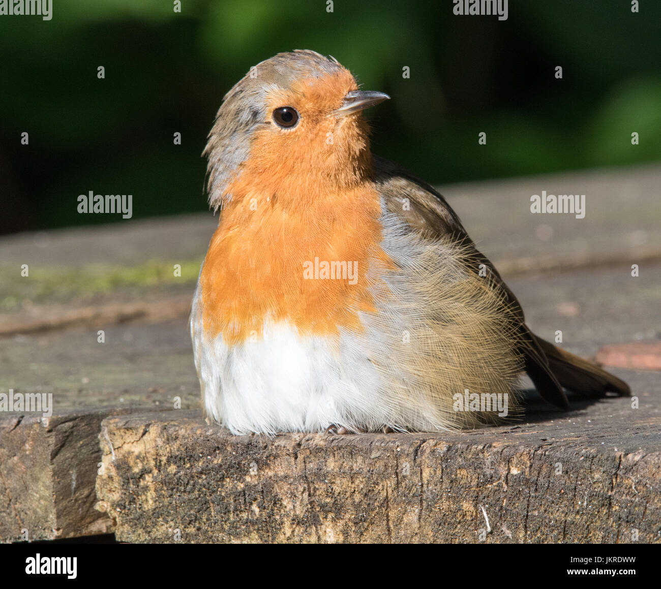 Redbreast uk hi-res stock photography and images - Alamy