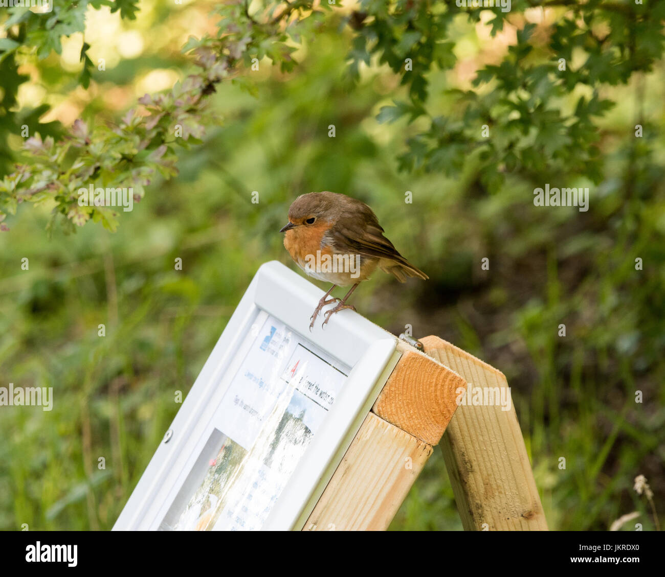 Robin on a sign post Stock Photo - Alamy
