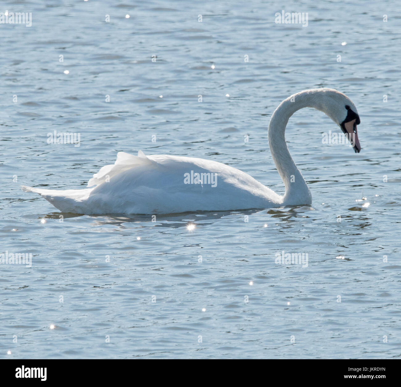 Welsh swan hi-res stock photography and images - Alamy