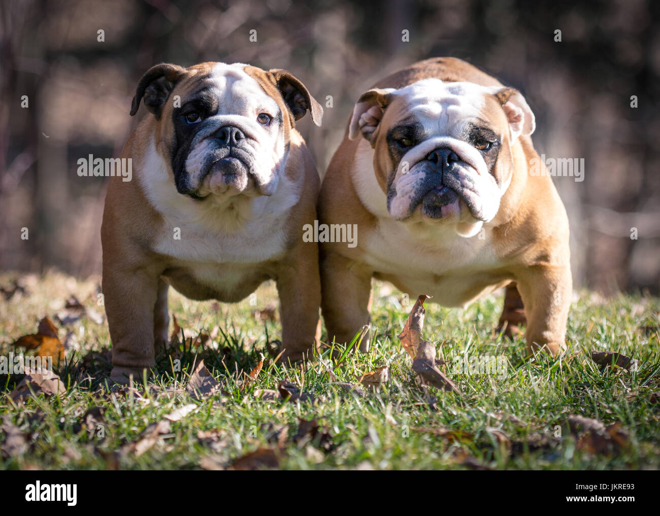 two female bulldogs outside in the grass looking at viewer Stock Photo ...