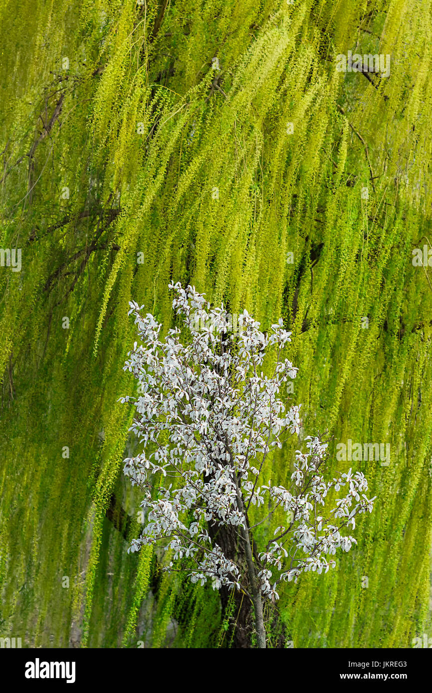 Tree branches blowing in the wind hi-res stock photography and images ...