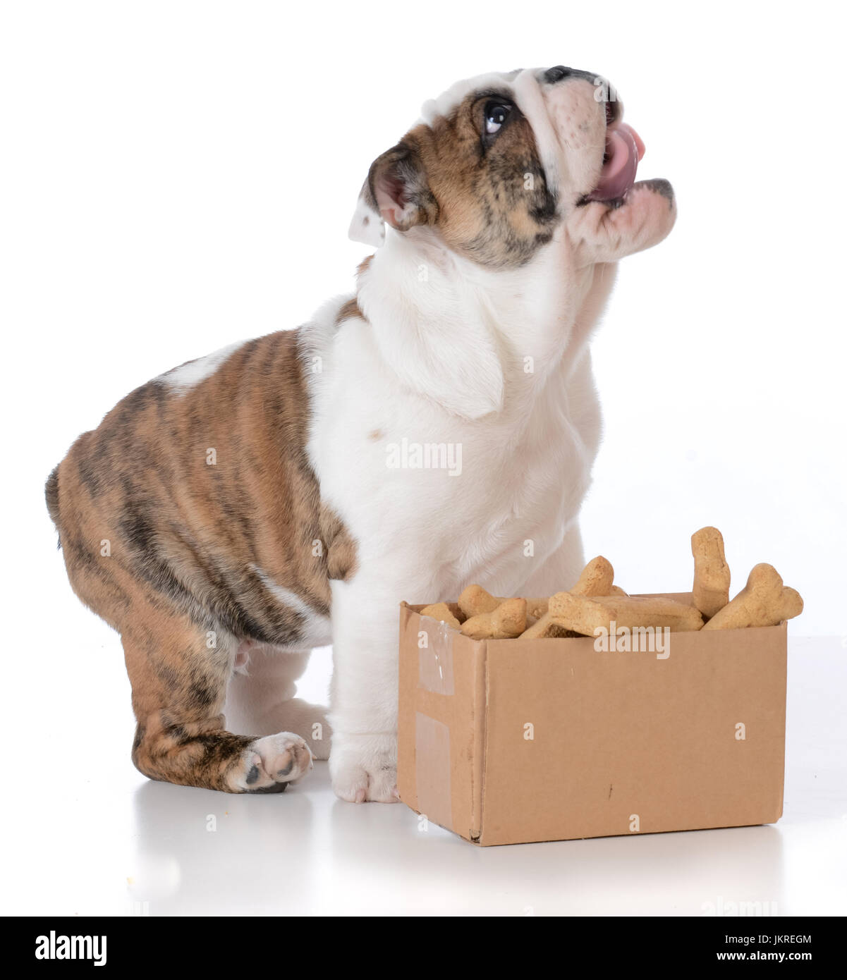 Bulldog puppy cardboard box hi-res stock photography and images - Alamy