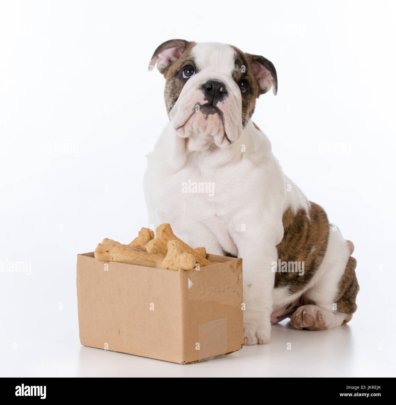 bulldog puppy with a cardboard box full of bones Stock Photo - Alamy