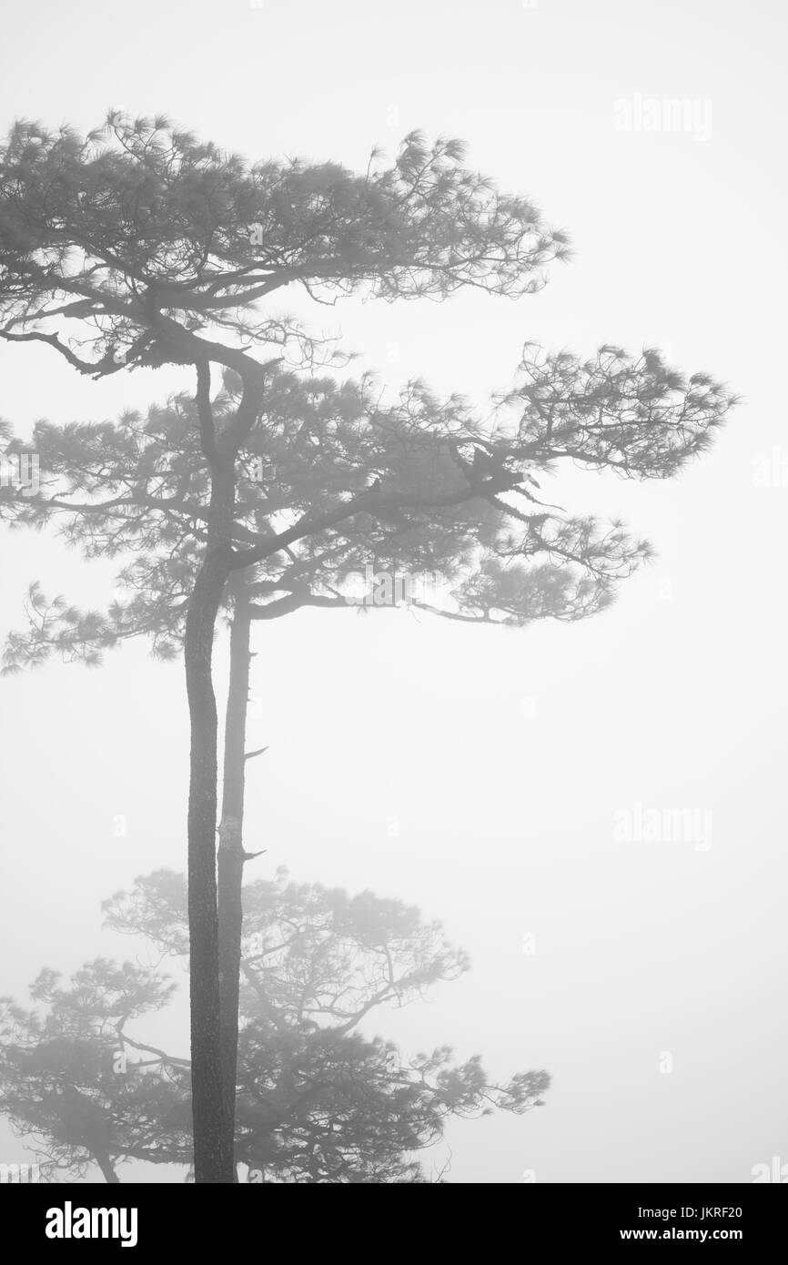 Pine tree in B&W Stock Photo - Alamy