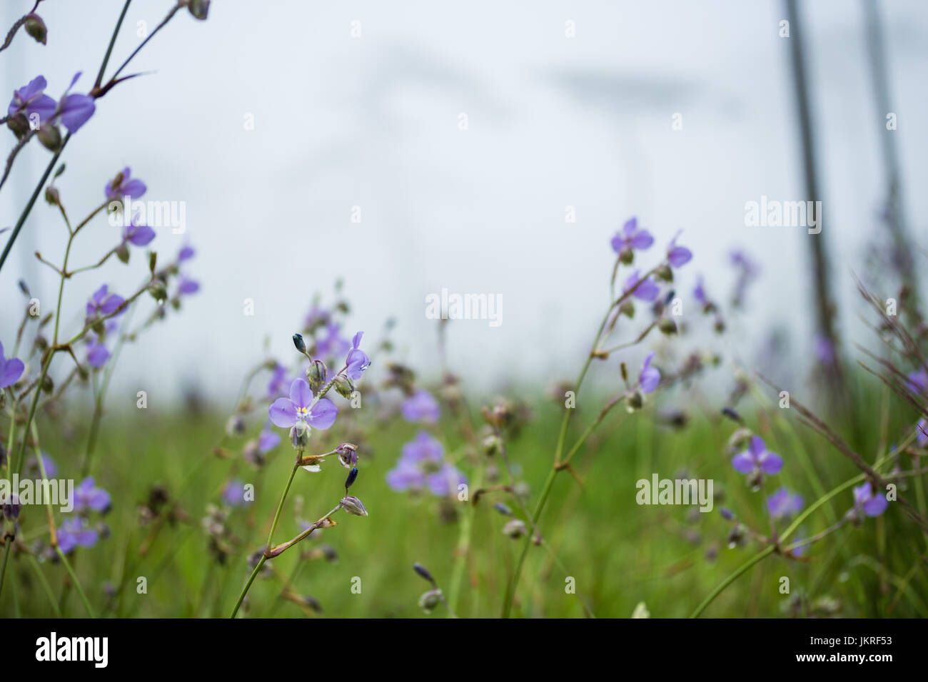 Wild flower with fog in background Stock Photo - Alamy
