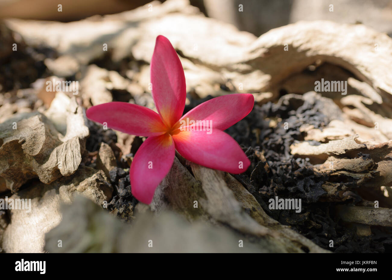 frangipani (plumeria) , in pink color and blur style for background ...