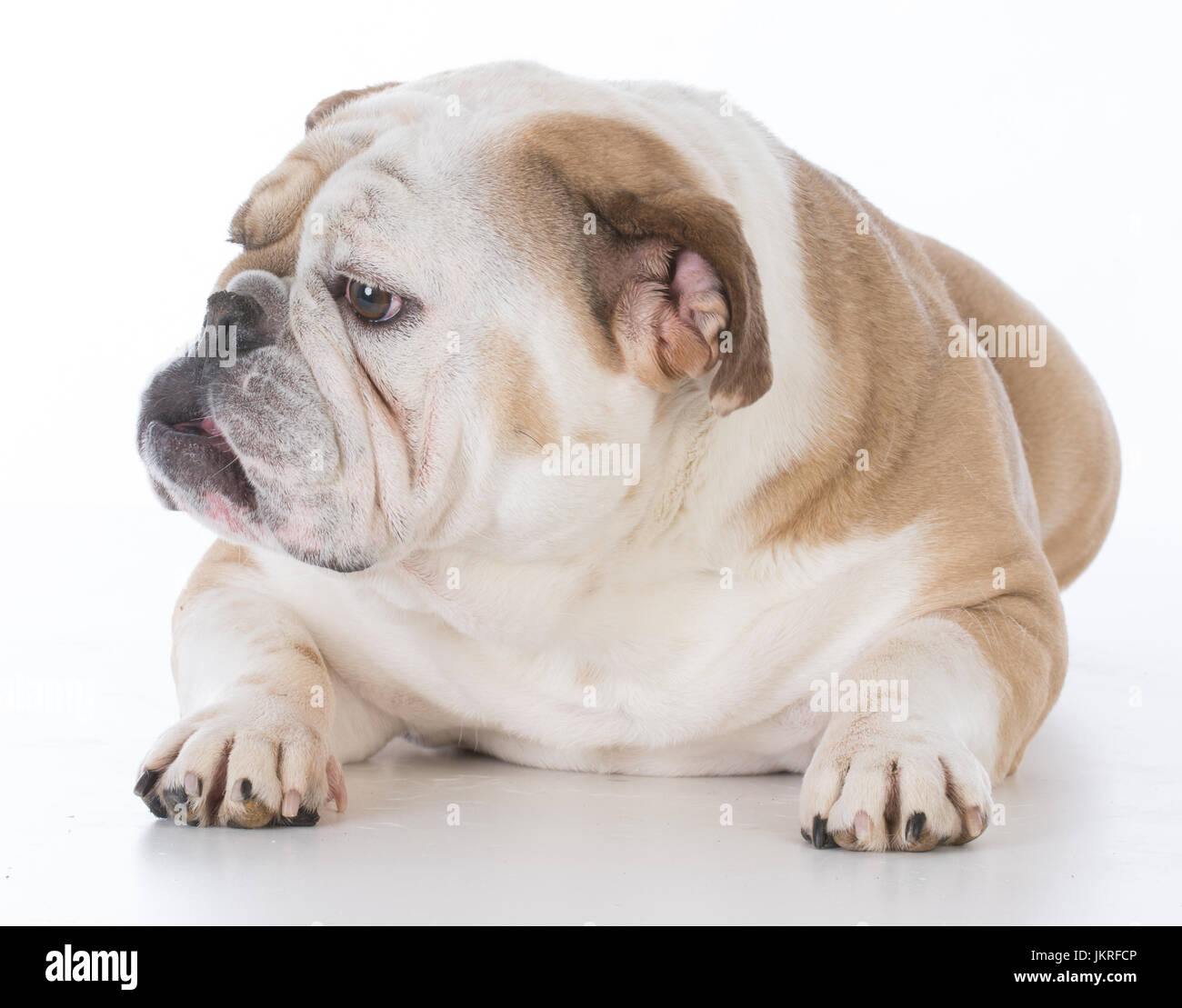 bulldog laying down on white background Stock Photo - Alamy