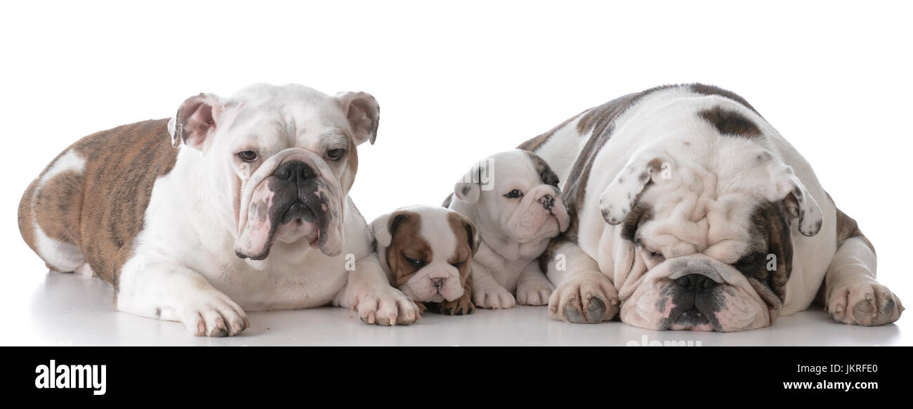 Bulldog mother father puppies hi-res stock photography and images - Alamy