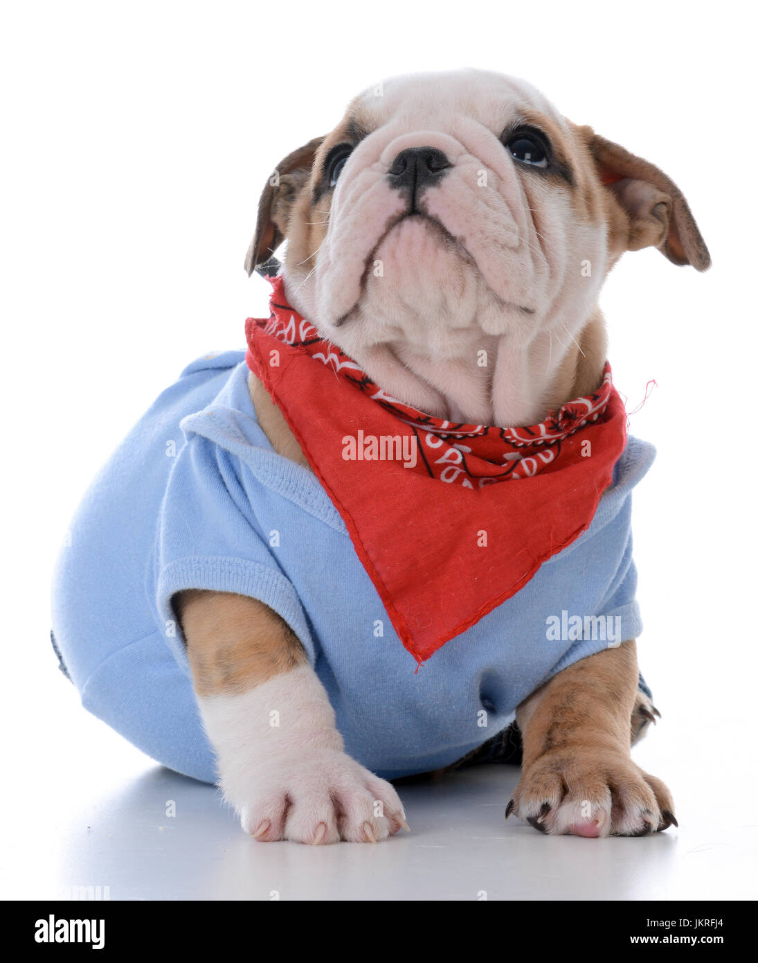 male bulldog puppy wearing shirt and bandanna on white background Stock ...