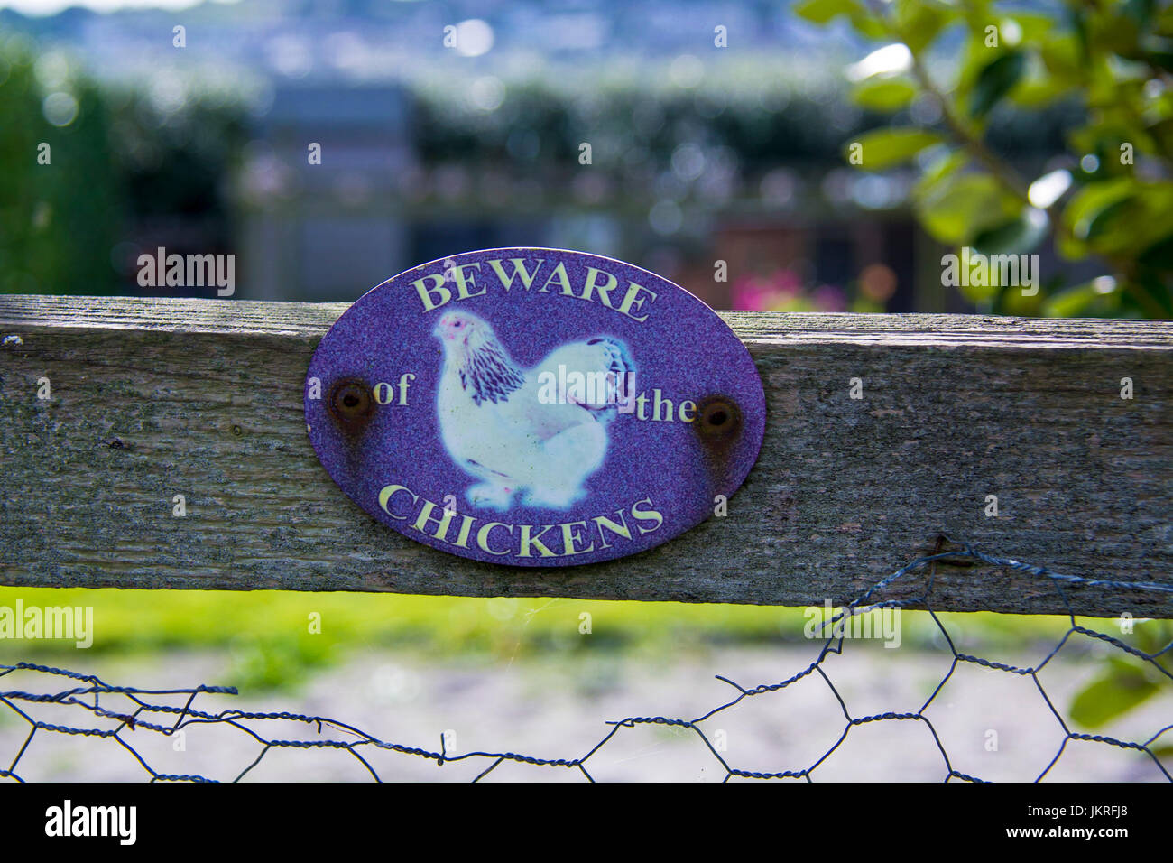 Chickens at gate hi-res stock photography and images - Alamy