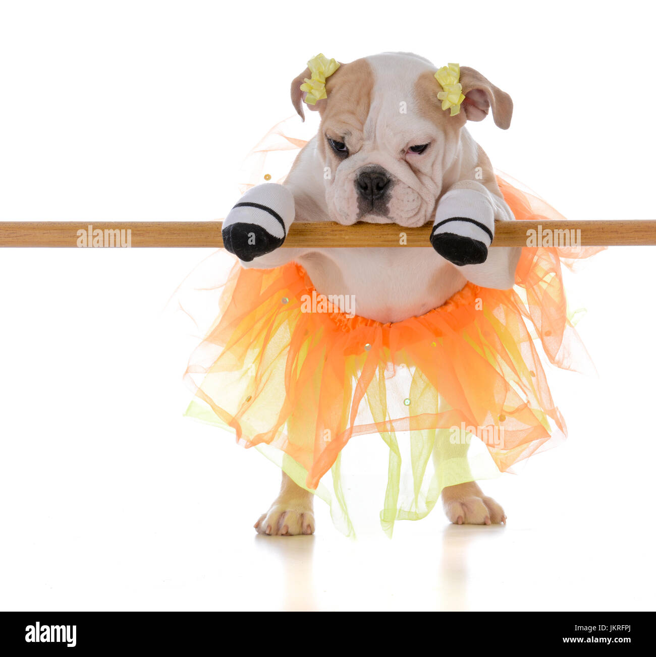 bulldog wearing tutu doing ballet on white background Stock Photo - Alamy