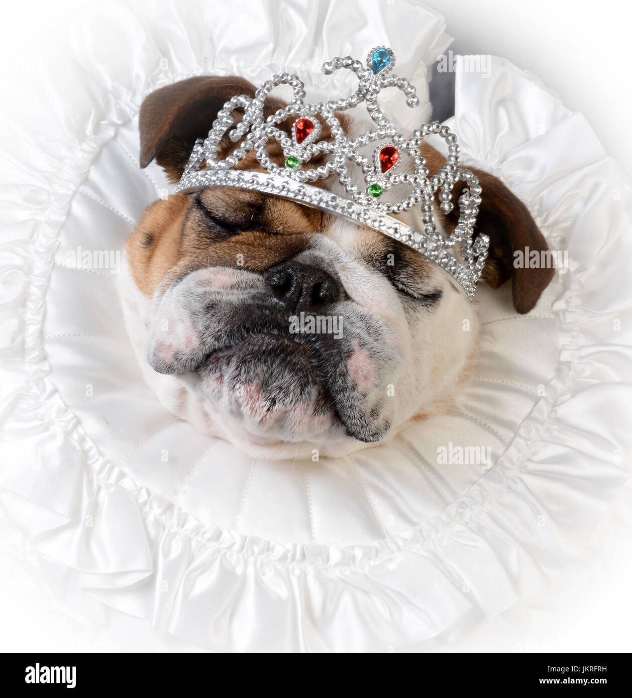 spoiled female dog wearing tiara Stock Photo - Alamy