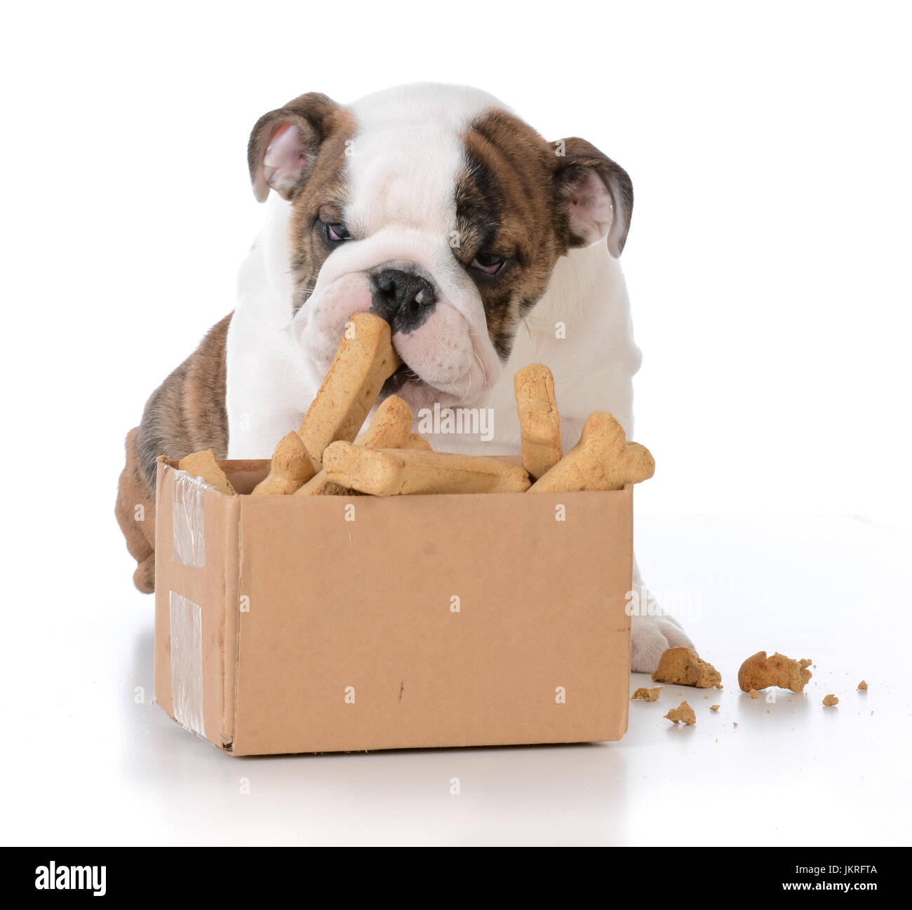 bulldog puppy with a cardboard box full of bones Stock Photo - Alamy