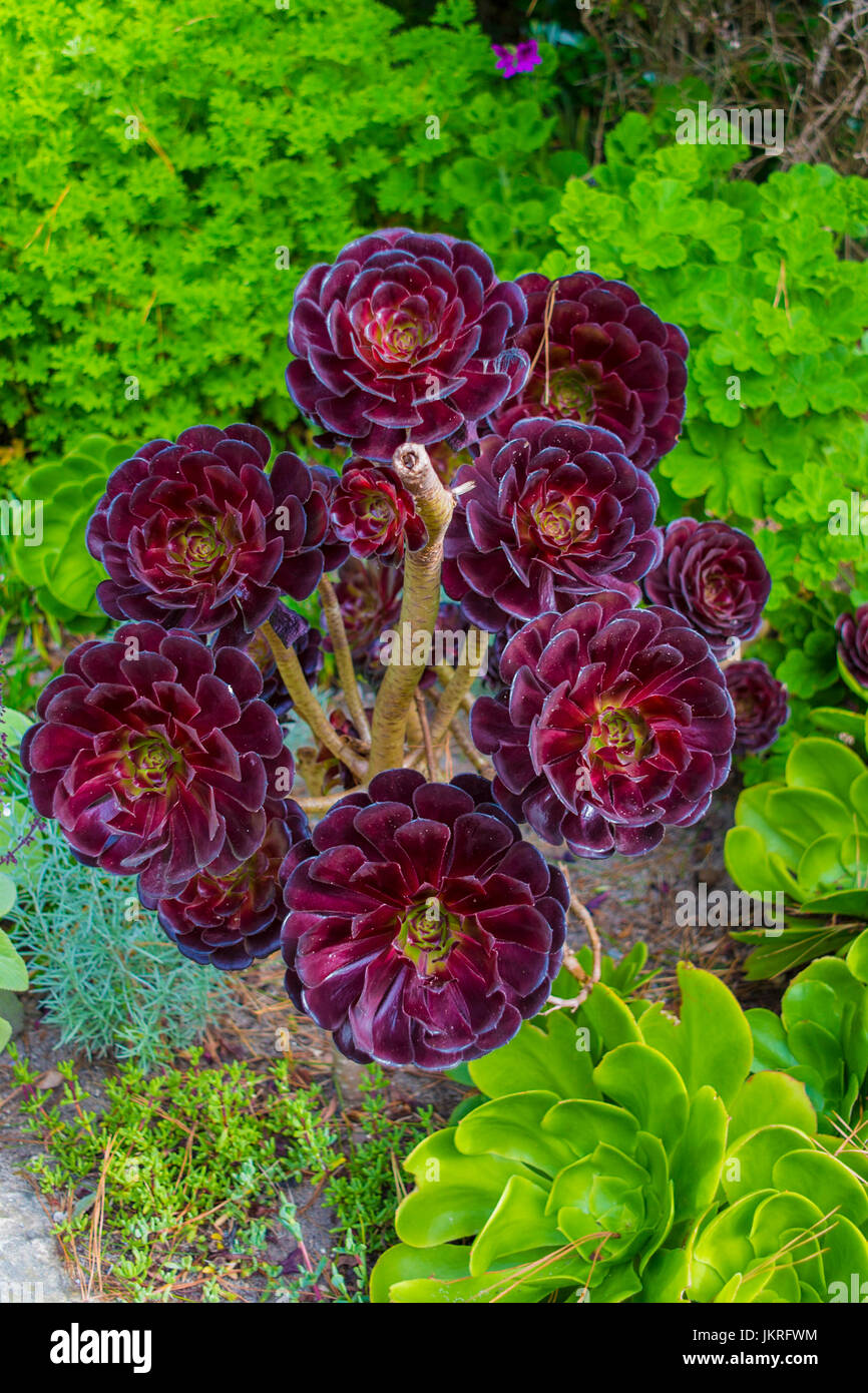 Isles of scilly succulent hi-res stock photography and images - Alamy