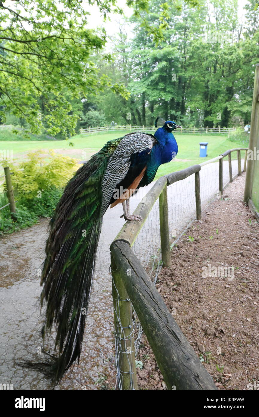 Peacock with long wings standing on a wooden structure Stock Photo - Alamy