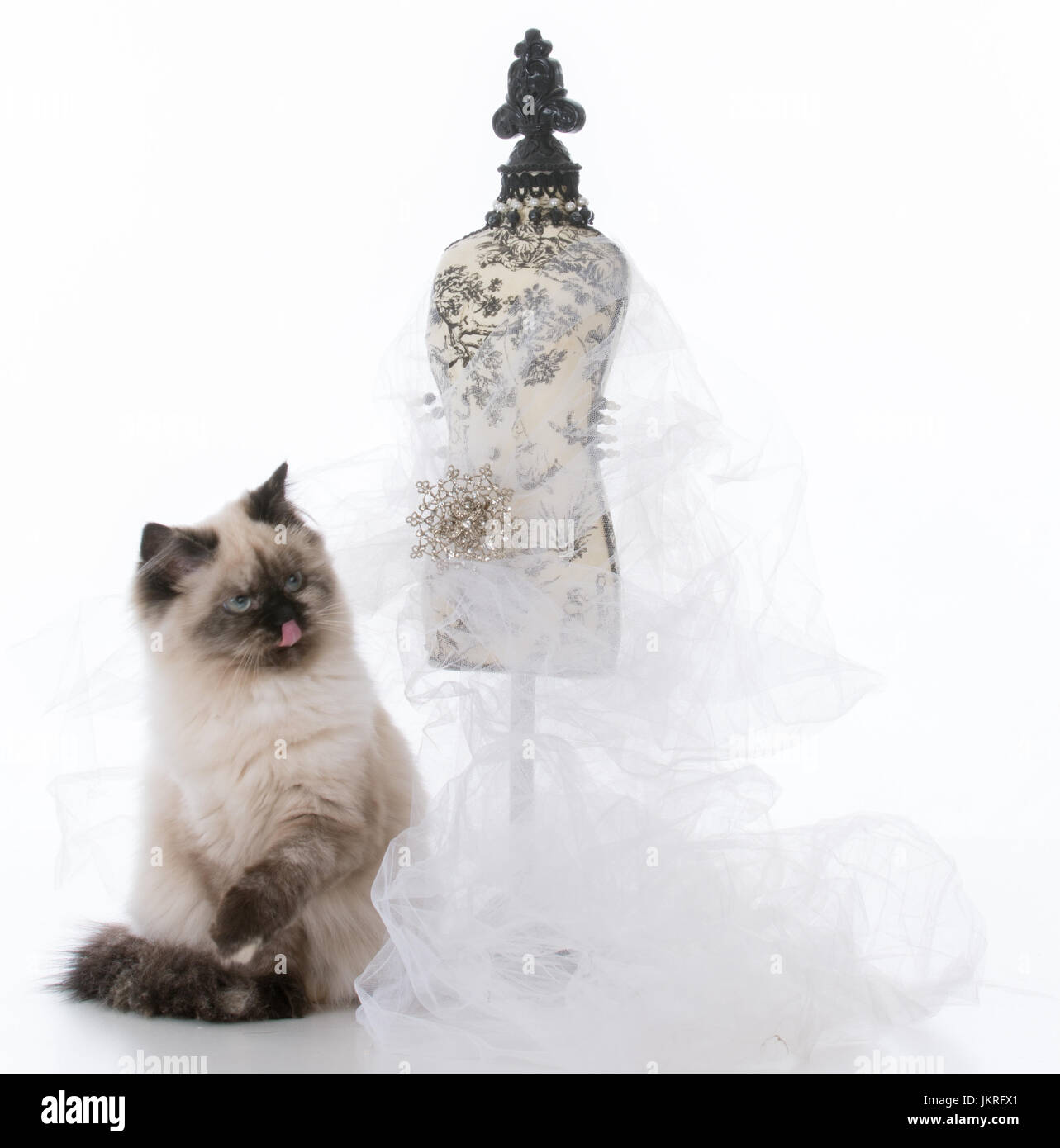 female ragdoll kitten on white background Stock Photo - Alamy