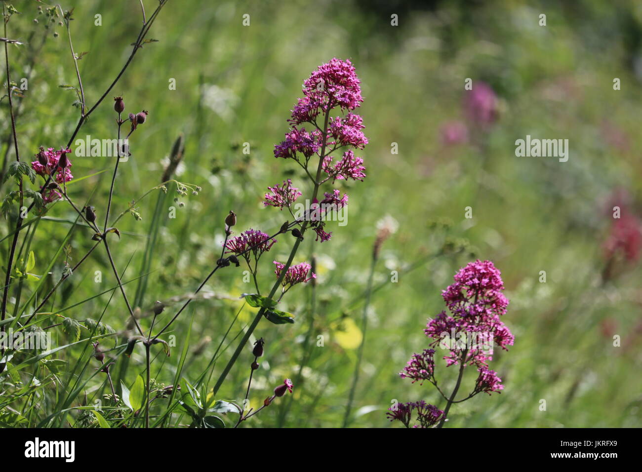 Jupiter's Beard (Centranthus ruber (L.) DC.) with a green background ...