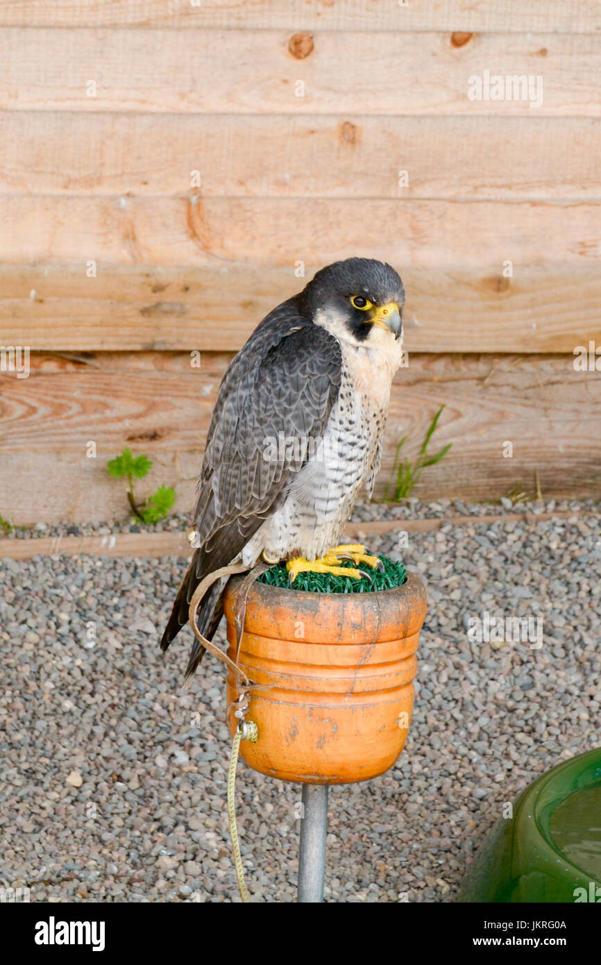 Falco peregrinus pergerine falcon on perch hi-res stock photography and ...