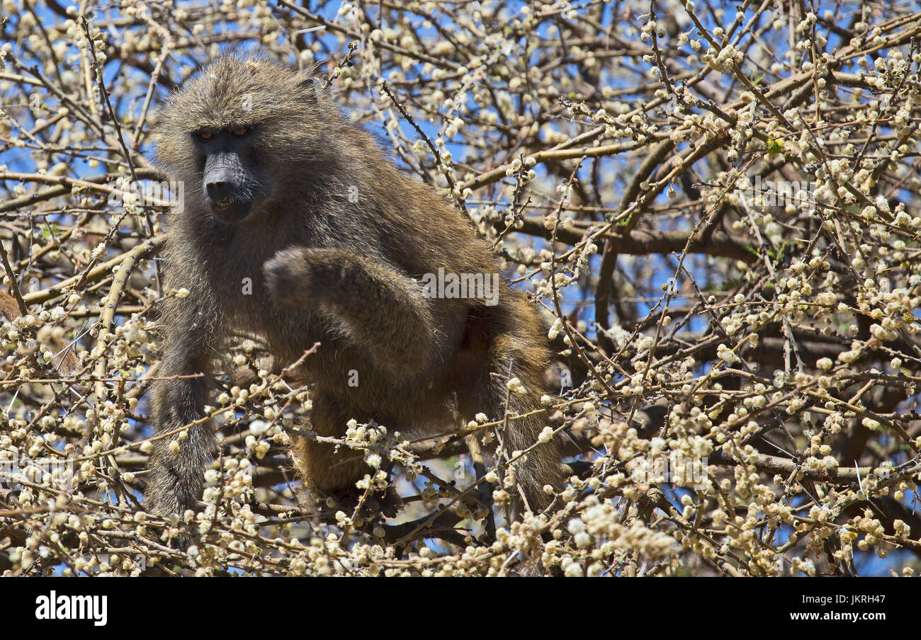 Baboon taken in east Africa Stock Photo - Alamy