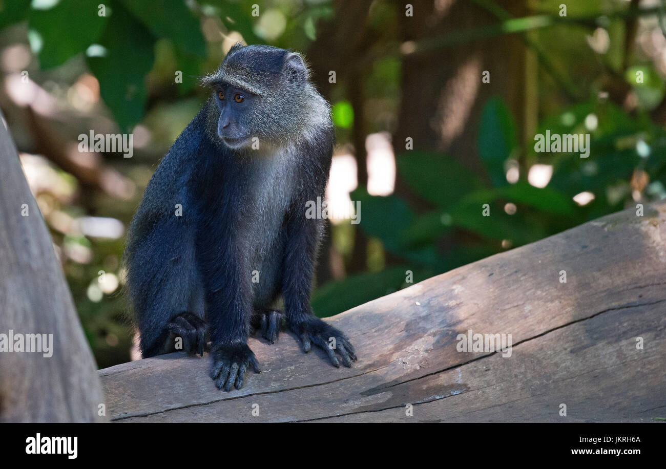 African blue monkey Stock Photo - Alamy