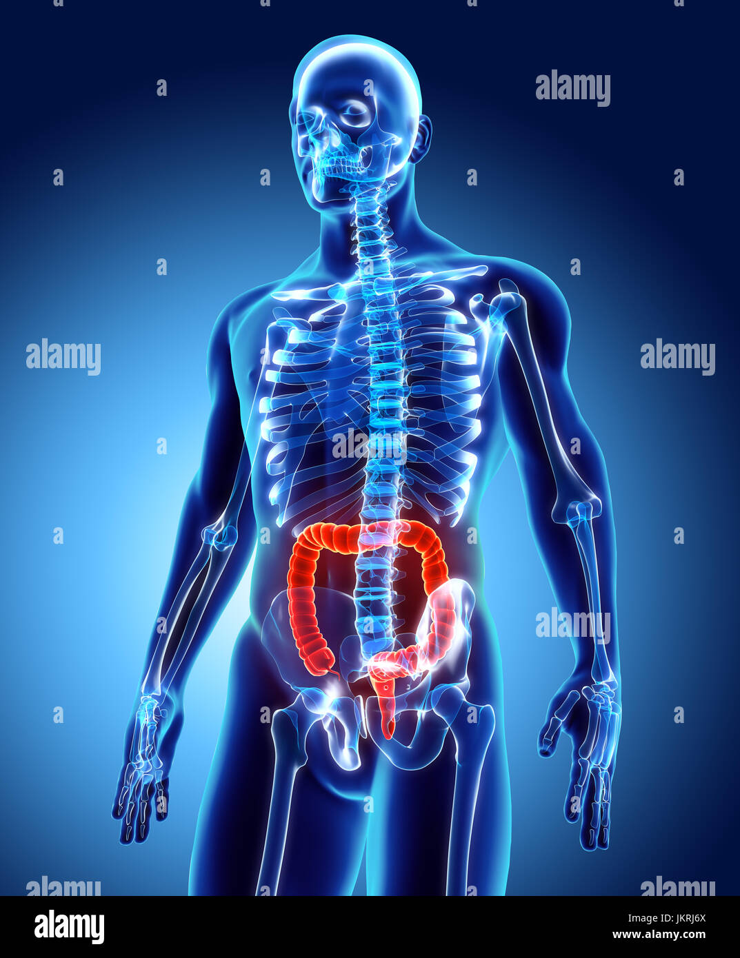 3D illustration of Large Intestine, Part of Digestive System Stock ...