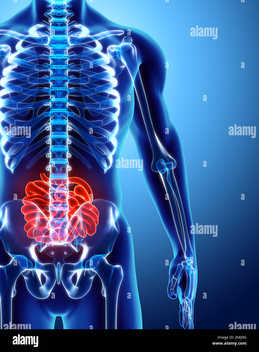 3D illustration of Small Intestine, Part of Digestive System Stock ...