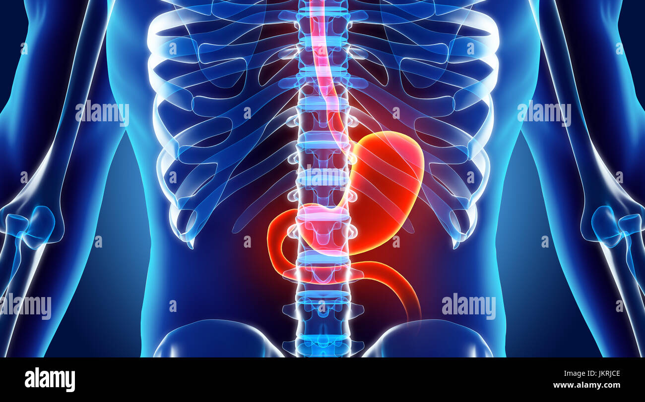 3D illustration of Stomach, Part of Digestive System, anatomy detail ...