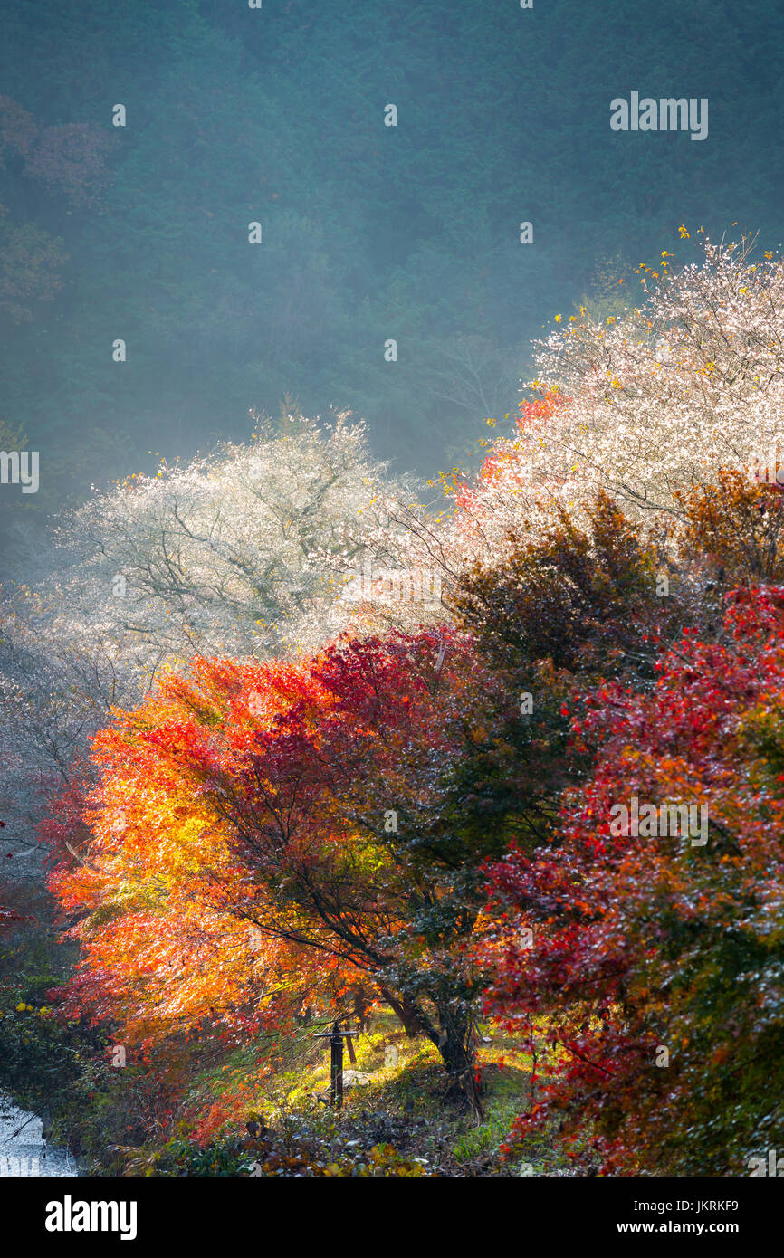 Nagoya, Obara. Autumn Landscape with sakura blossom. Shikizakura kind ...