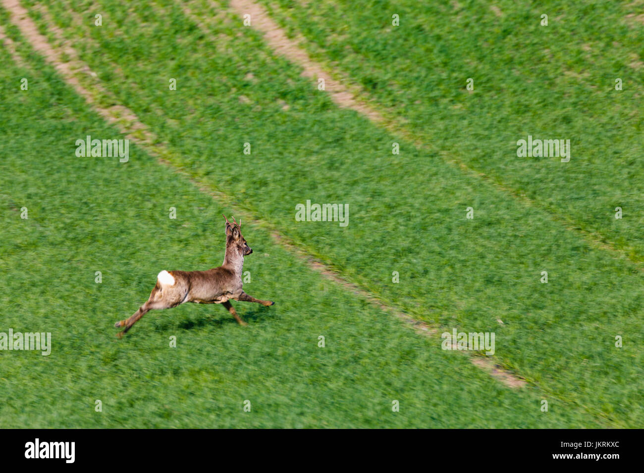South Moravian fields Stock Photo - Alamy