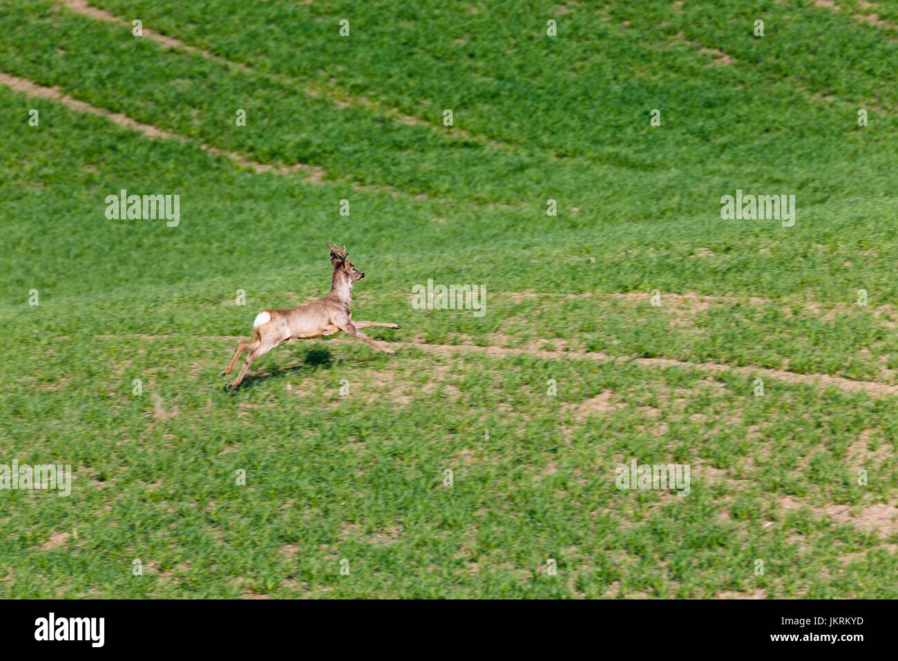South Moravian fields Stock Photo - Alamy