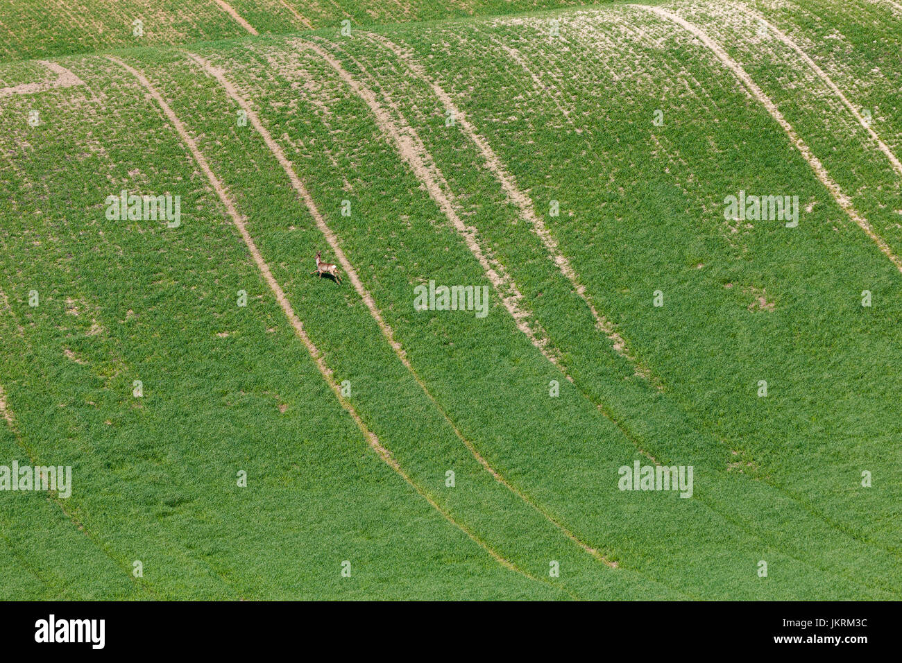 South Moravian fields Stock Photo - Alamy
