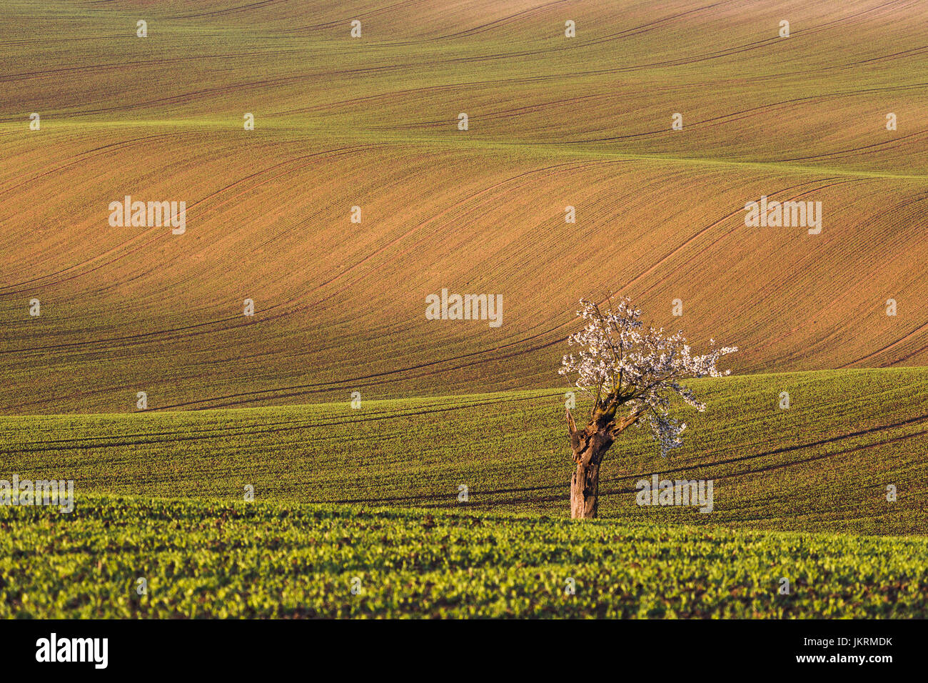 Moravian Fields Czech Republic High Resolution Stock Photography and ...