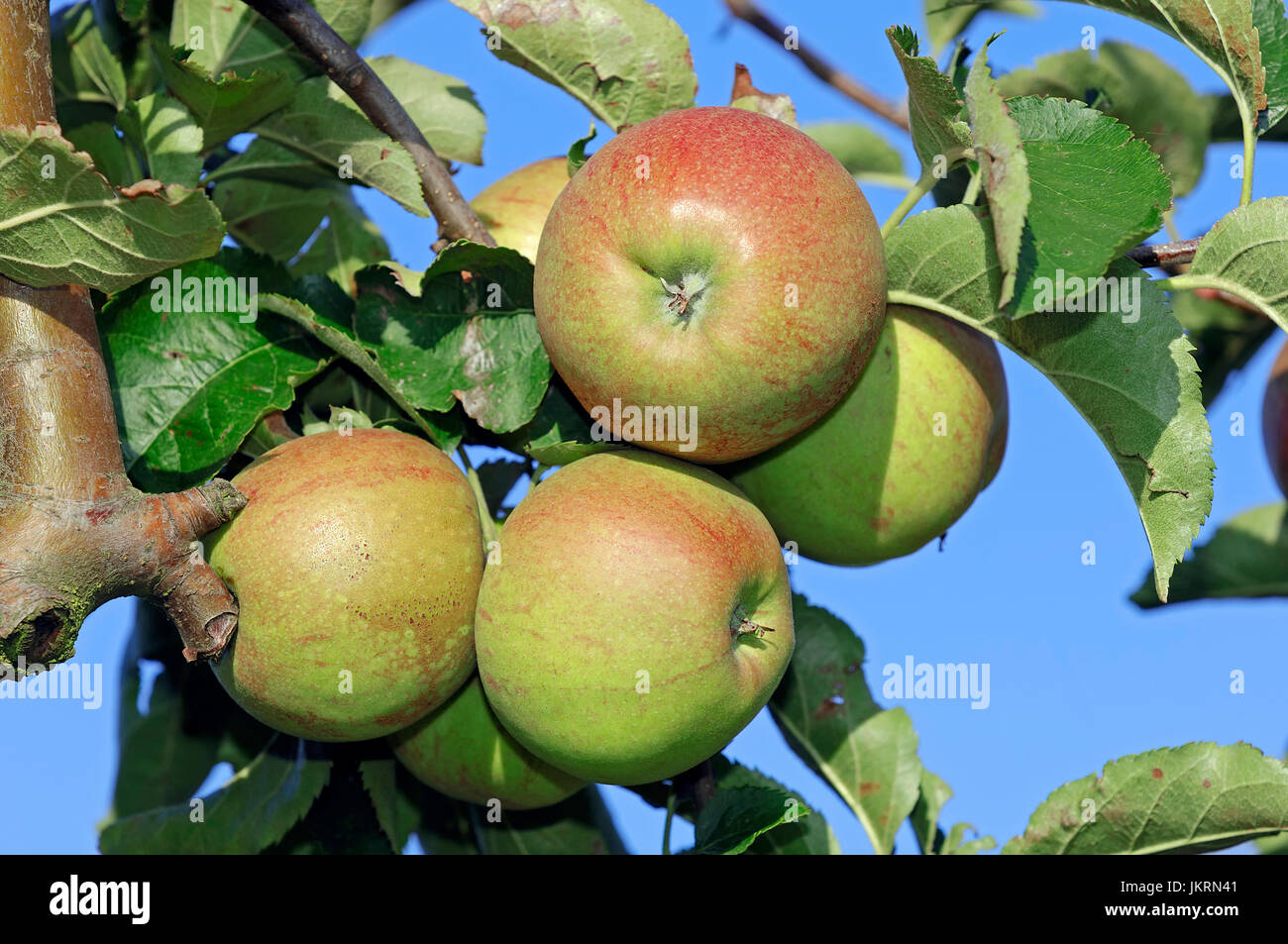 Apples on tree, Lower Saxony, Germany / (Malus domestica) | Aepfel am ...