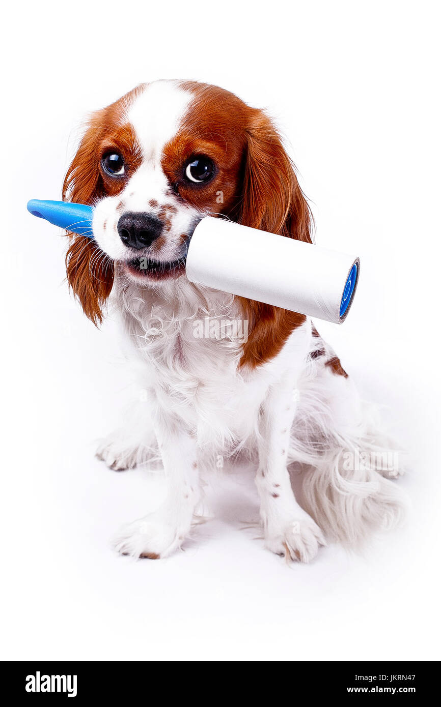 Sad dog. Cavalier king charles spaniel dog photo. Beautiful cute ...