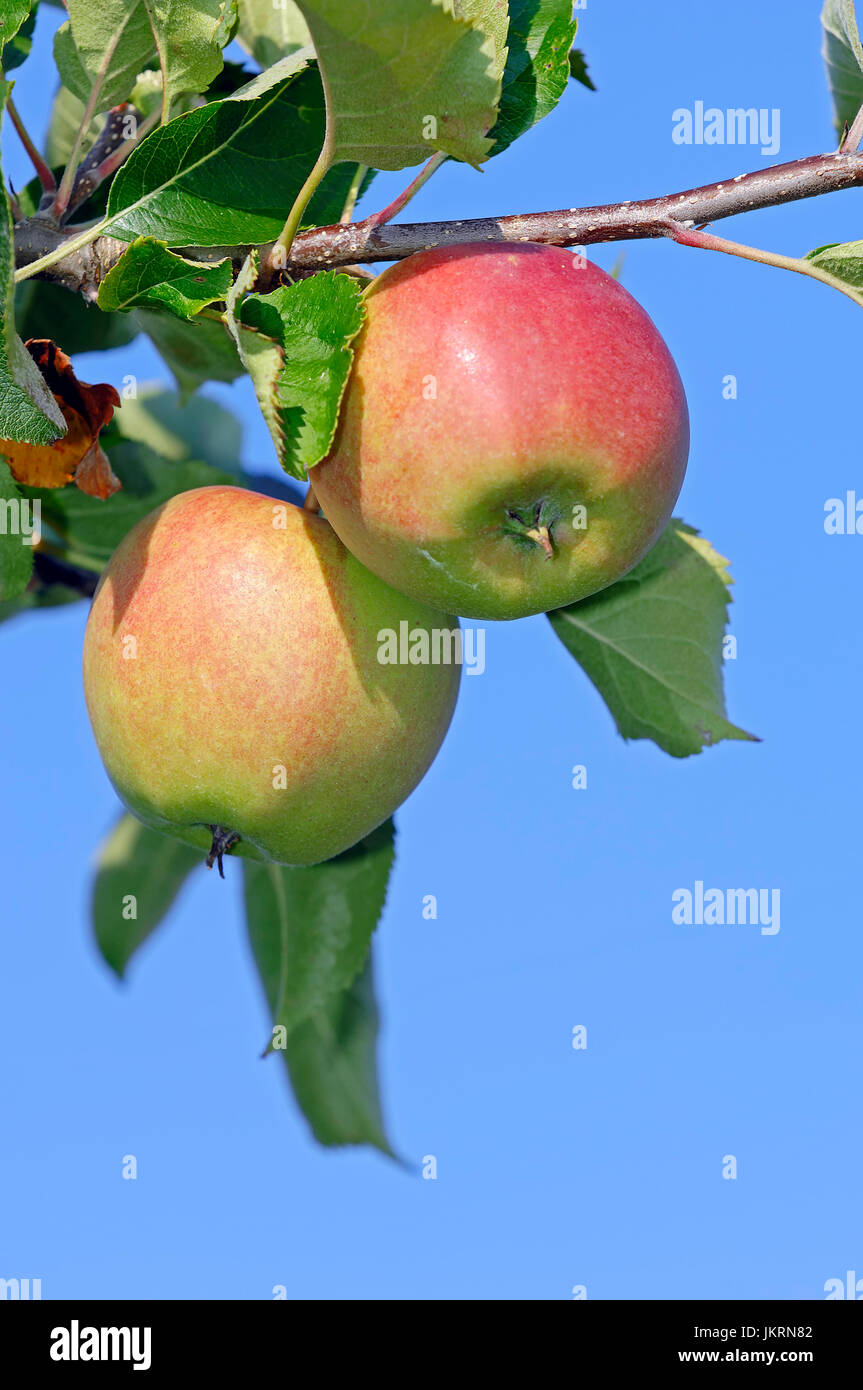 Apfel am baum hi-res stock photography and images - Alamy