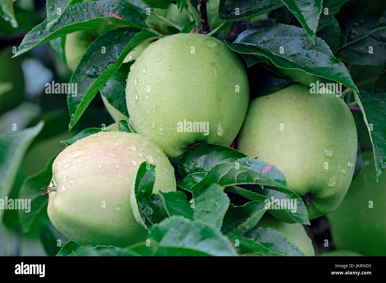 Kultur aepfel hi-res stock photography and images - Alamy