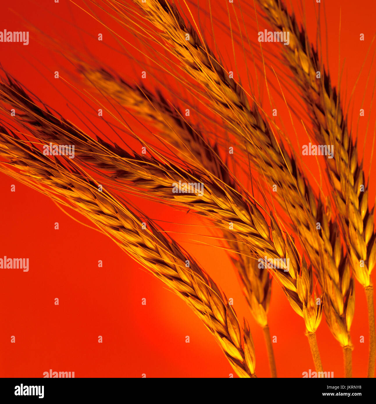 Close up of wheat grain photographed in the studio Stock Photo - Alamy