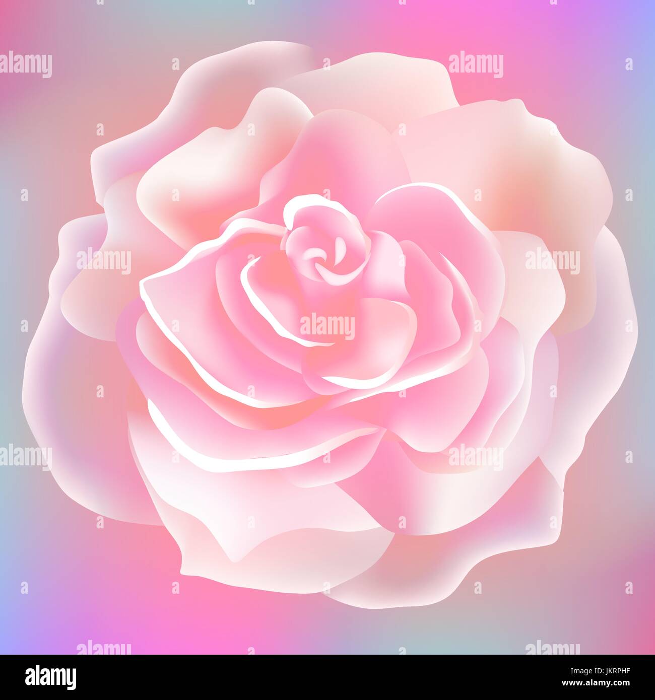 flower rose floral background summer spring petal garden plant Stock ...