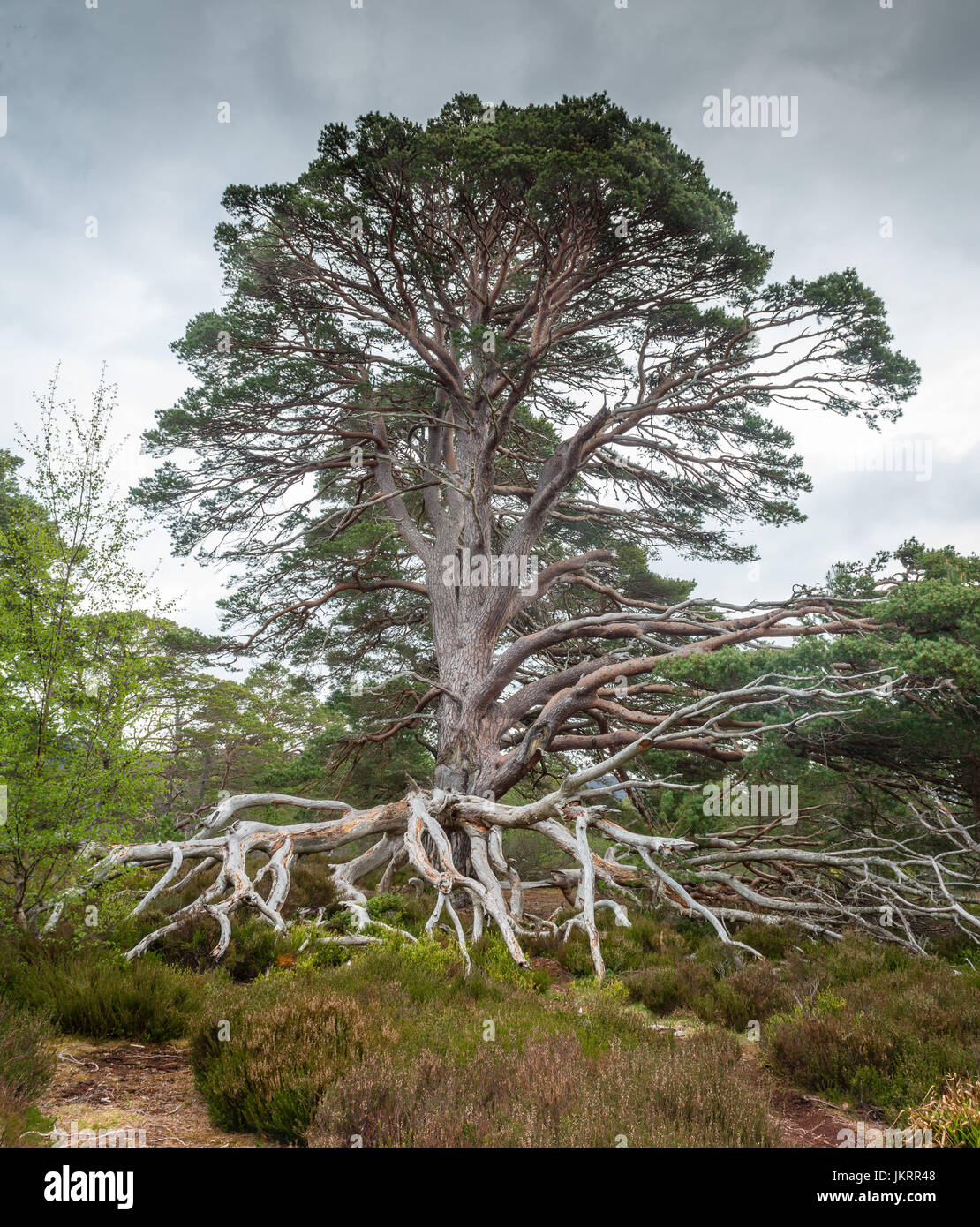 Caledonian Pine Tree In Scottish Stock Photos & Caledonian Pine Tree In ...