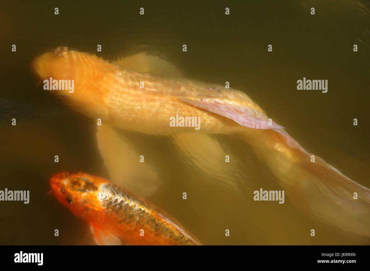 Koi Swimming High Resolution Stock Photography and Images - Alamy