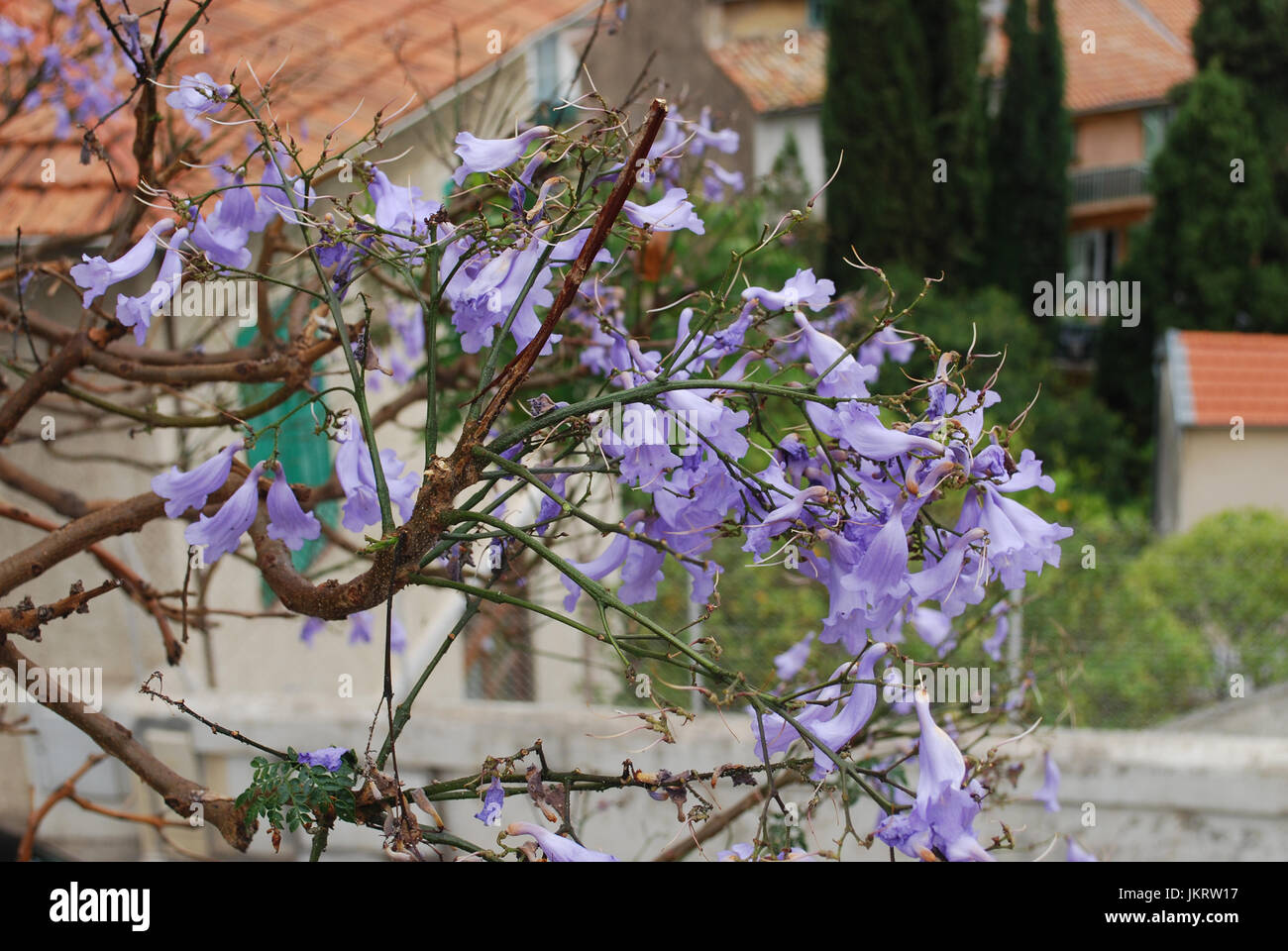 Jacaranda mimosifolia tree's blue flowers blossom Stock Photo - Alamy