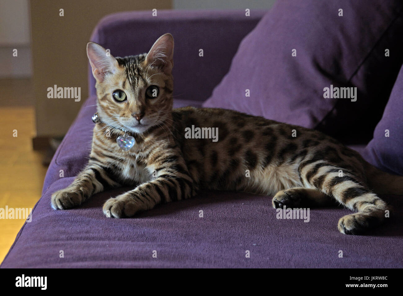 Indian Bengal cat Stock Photo - Alamy