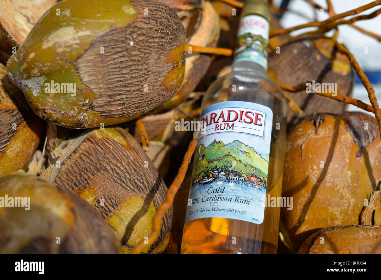 bottle of paradise rum lies amongst coconuts, cane garden bay, tortola ...