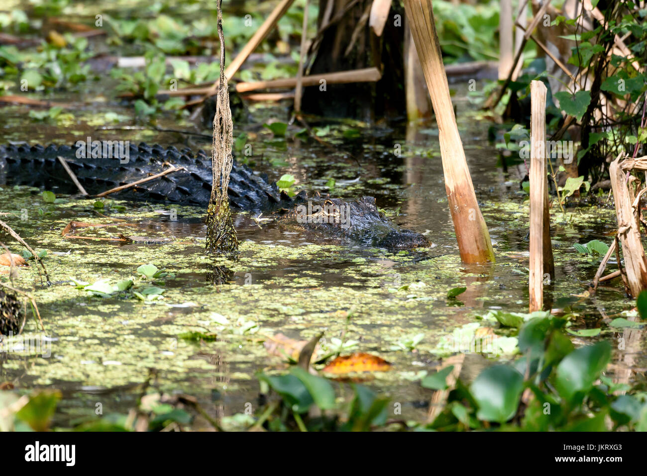 Alligator florida hi-res stock photography and images - Alamy