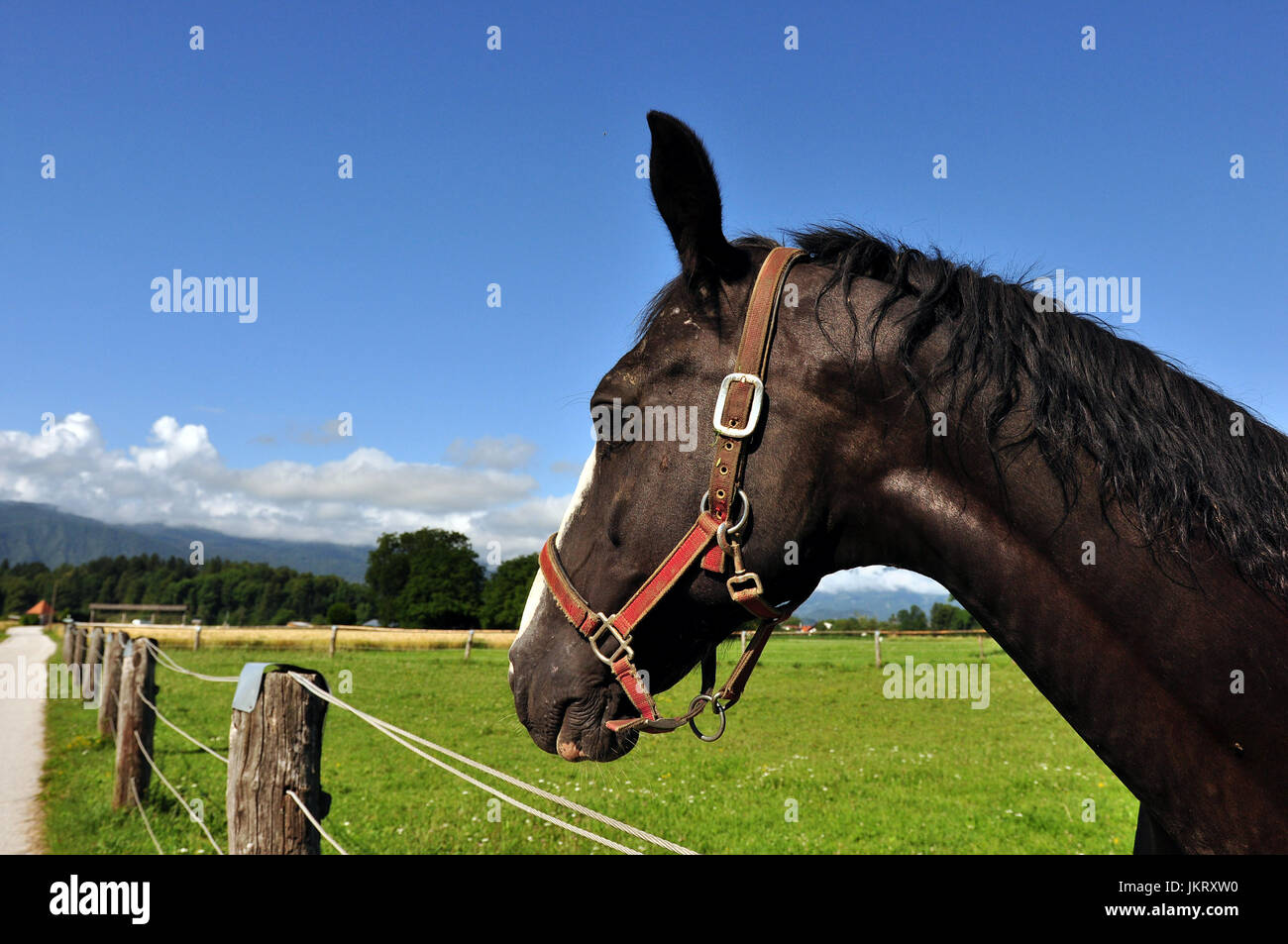Horses in the field Stock Photo - Alamy
