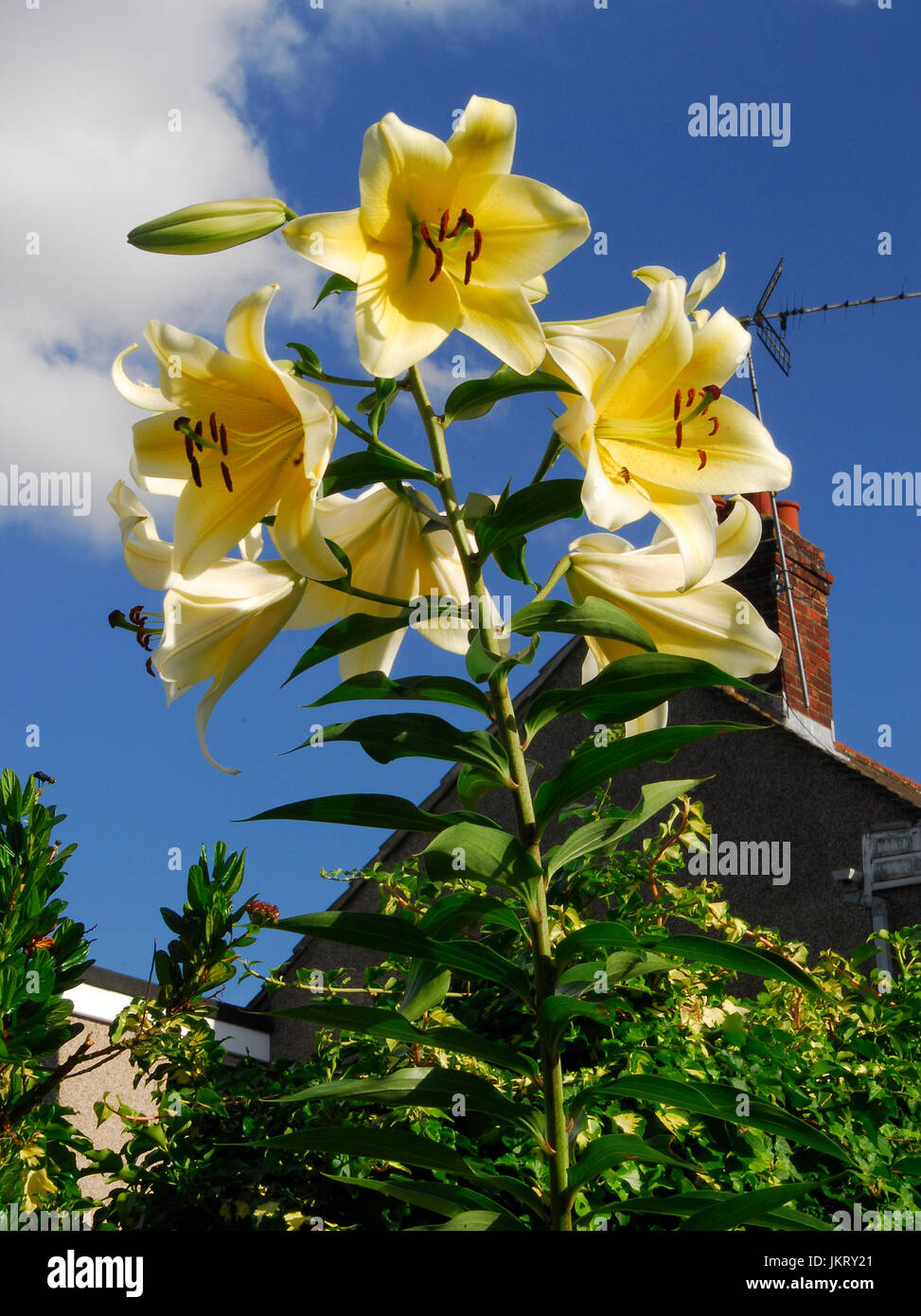 Tree Lily 'yellow rocket' Stock Photo - Alamy