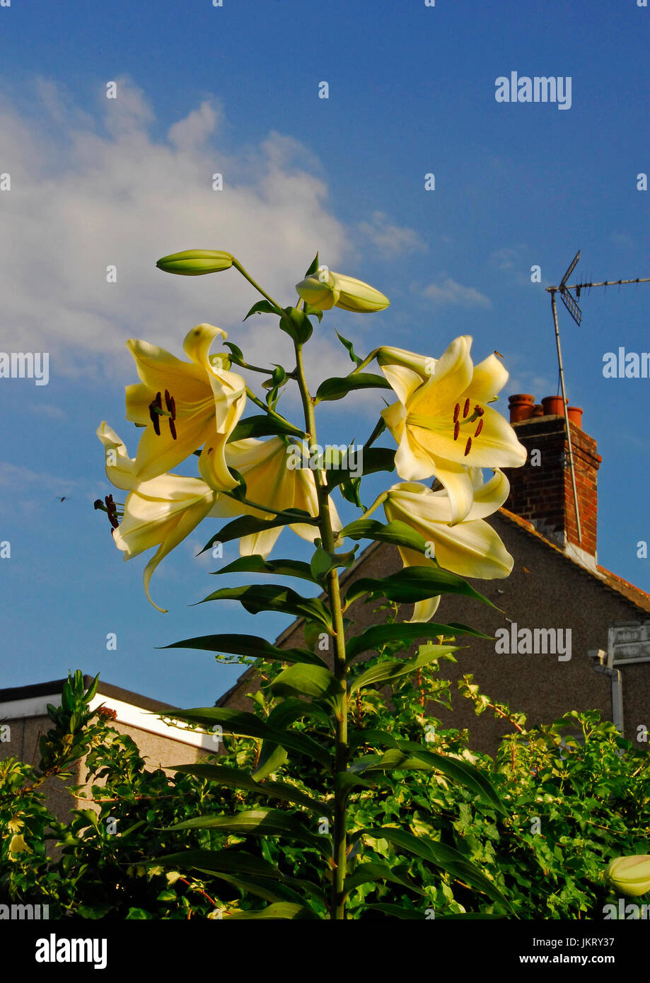 Tree Lily 'yellow rocket' Stock Photo - Alamy